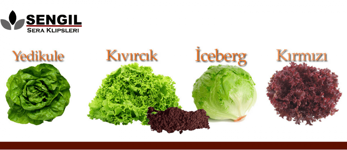 Marul çeşitleri » SENGIL Procolor